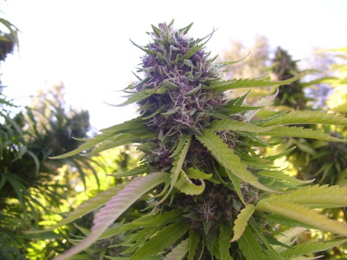 Granddaddy Purple - Cannabis seeds - SeedSpotter Granddaddy Purple - Cannabis seeds - SeedSpotter
